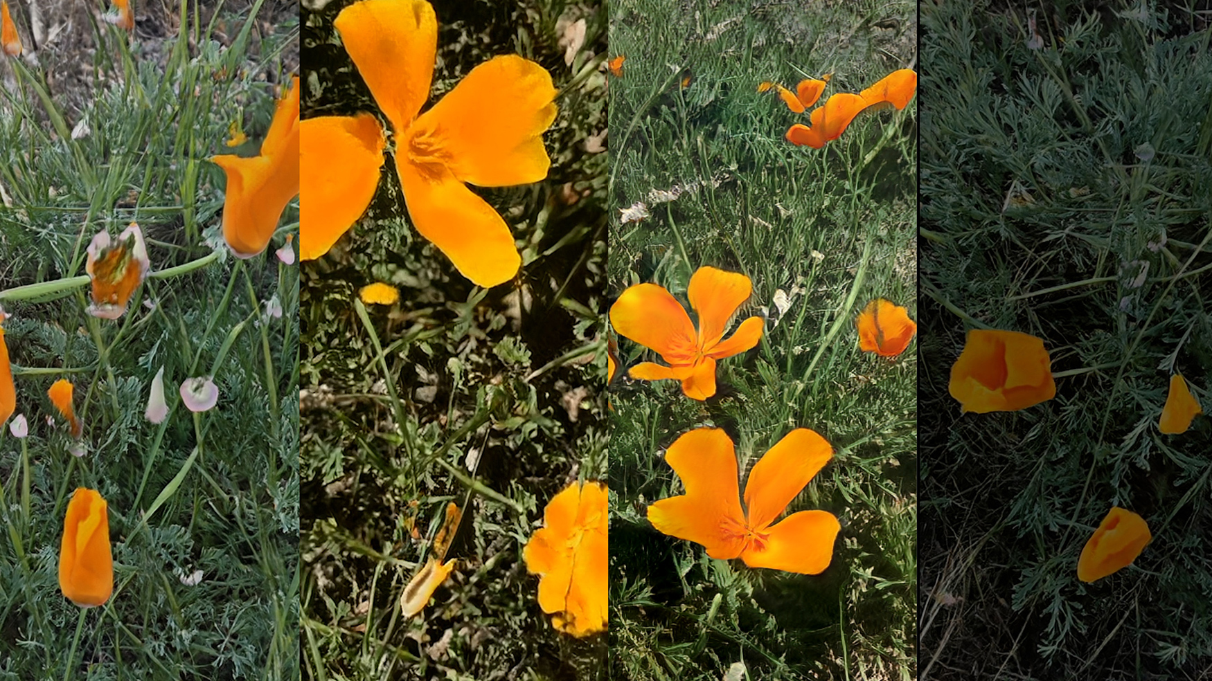 Anna Ridler at the AI Art Gallery | NVIDIA